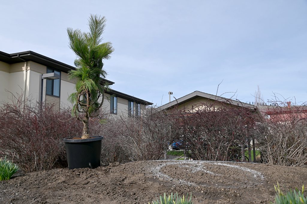 EOU to hold tree planting in celebration of Arbor Day | Eastern Oregon ...