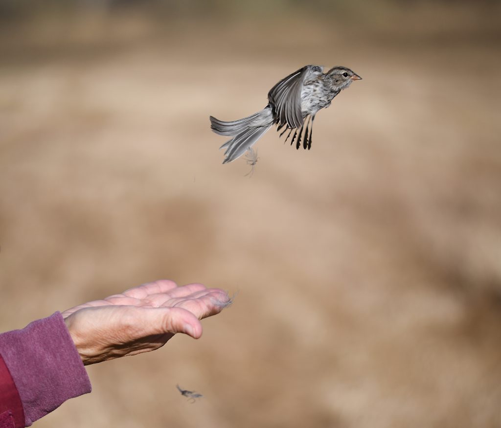Where Birds Tell Stories: EOU’s Laura Mahrt Leads Local Conservation ...
